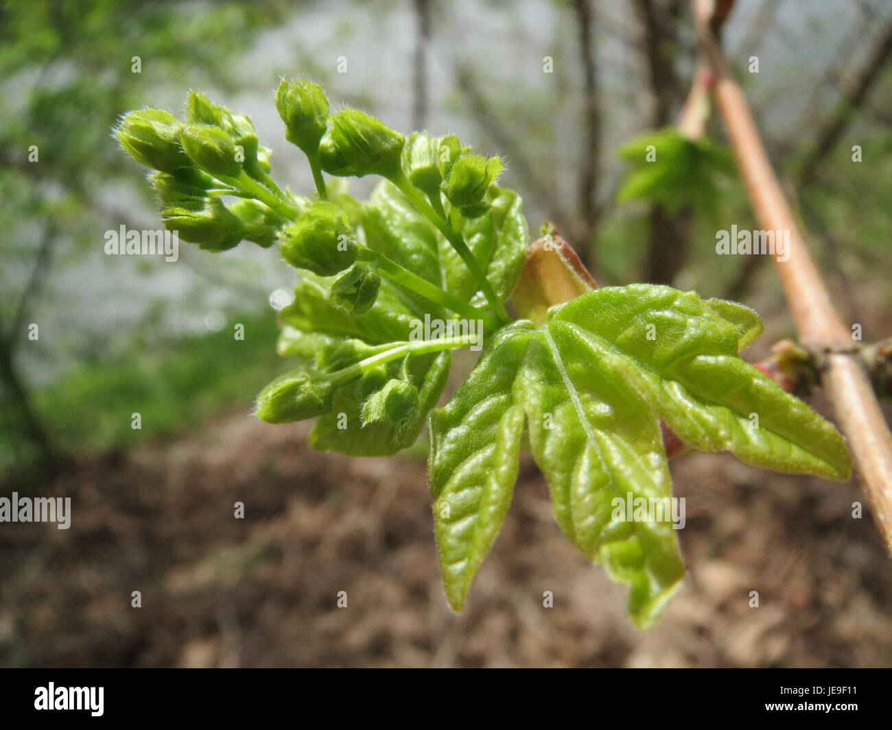 Acer tree species hi-res stock photography and images - Alamy