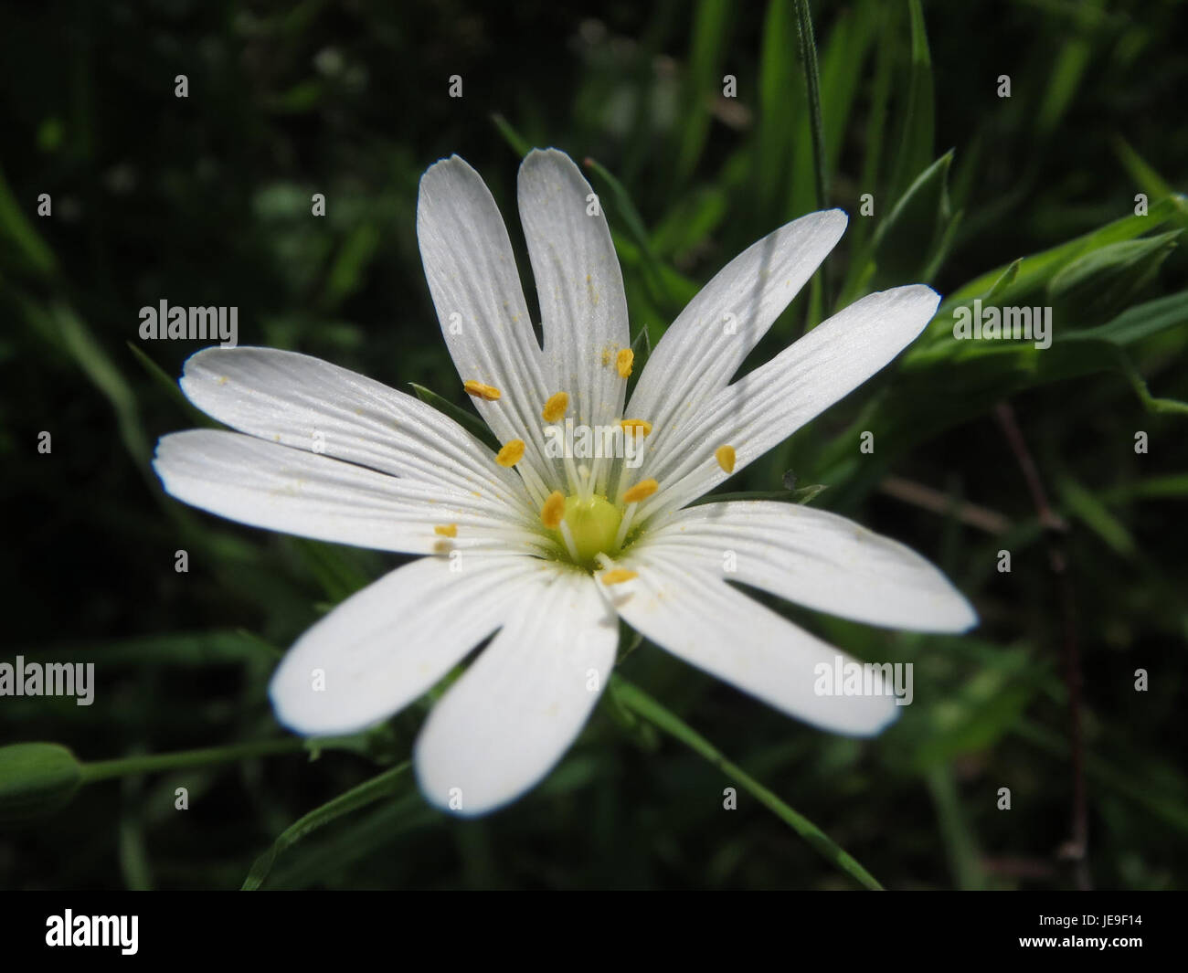 Stellaria holostea, commonly known as greater stitchwort, is a ...