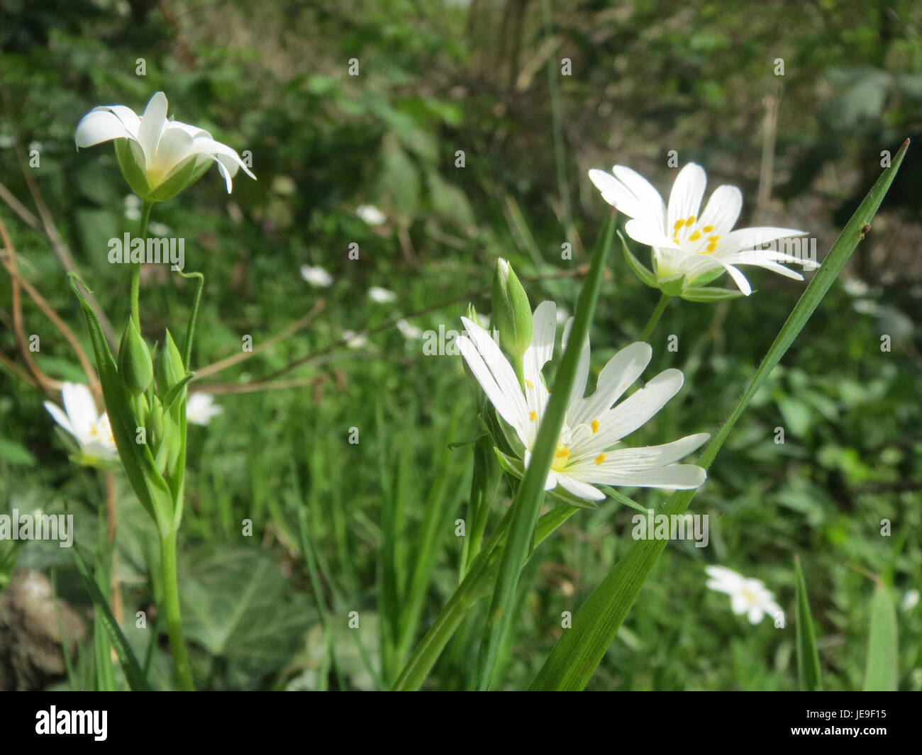 This botanical image features *Stellaria holostea*, commonly known as ...