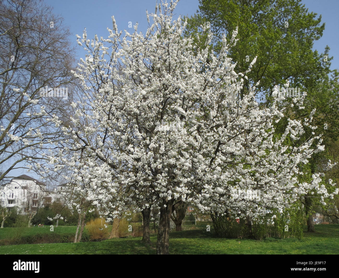 Fruit tree species hi-res stock photography and images - Alamy