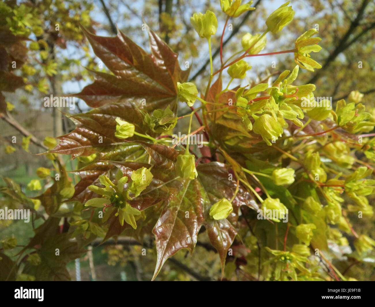 A photo of Acer platanoides, commonly known as Norway maple, showing ...