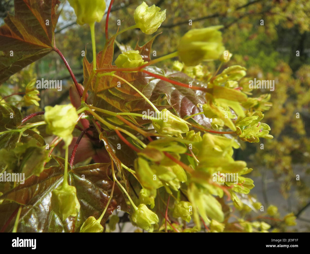 Acer platanoides, commonly known as the Norway maple, is a species of ...