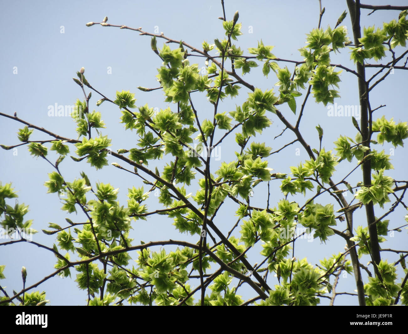 Most common native elm species hi-res stock photography and images - Alamy