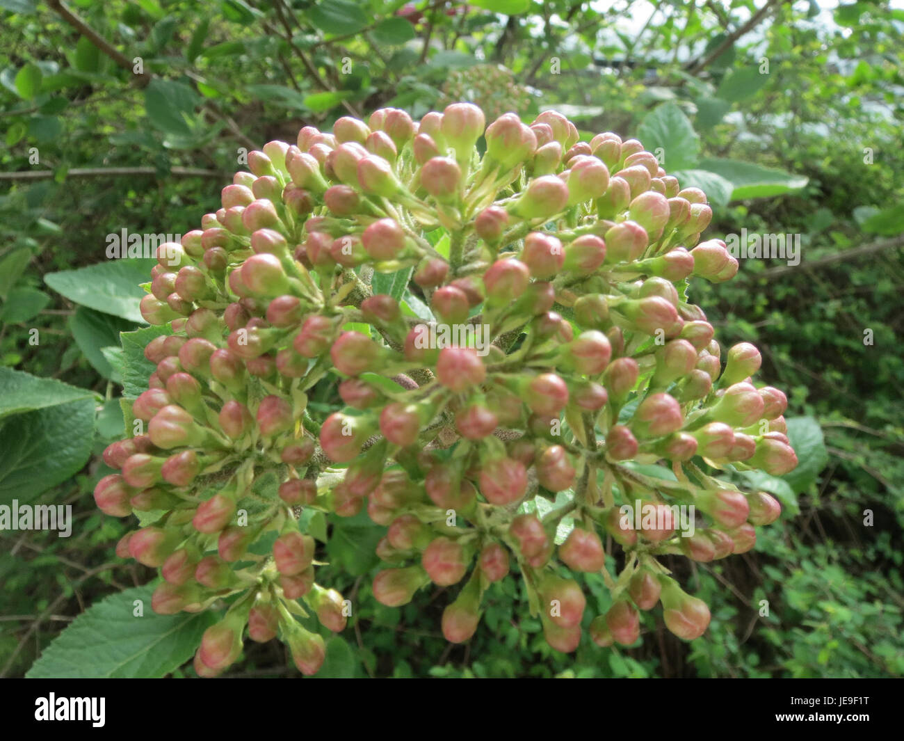Viburnum lantana, commonly known as wayfaring tree, is a deciduous ...