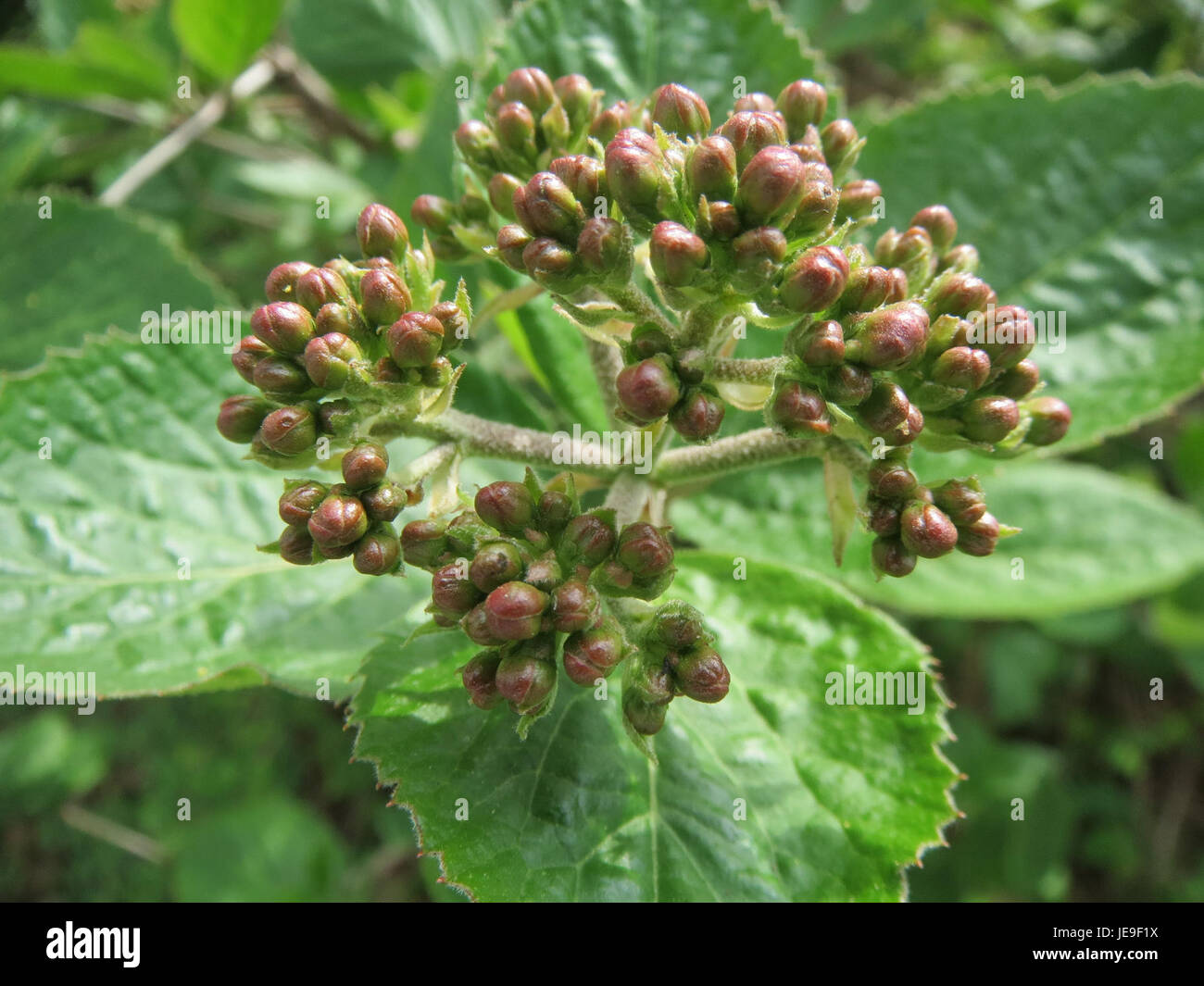 Used as a shrub in gardens hi-res stock photography and images - Alamy