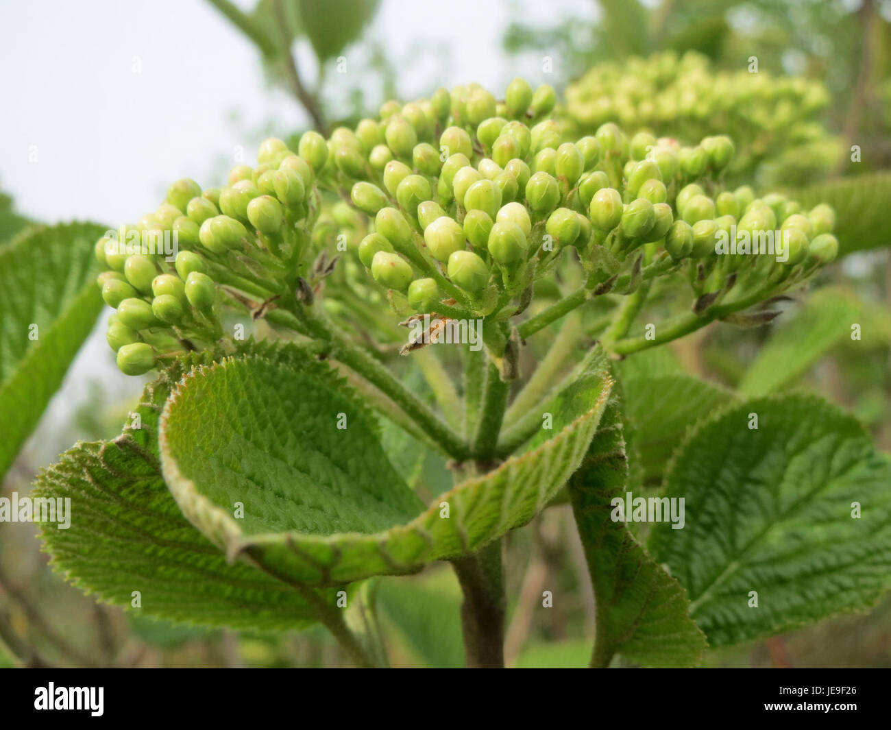 Viburnum lantana, also known as the wayfaring tree, photographed on ...