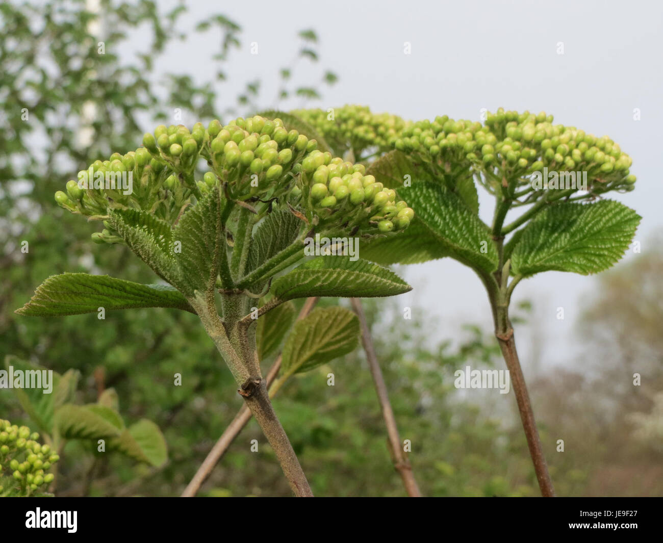 Viburnum lantana, also known as wayfaring tree, is a deciduous shrub ...