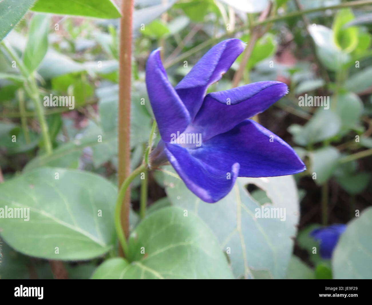 Vinca major, commonly known as greater periwinkle, is an evergreen ...