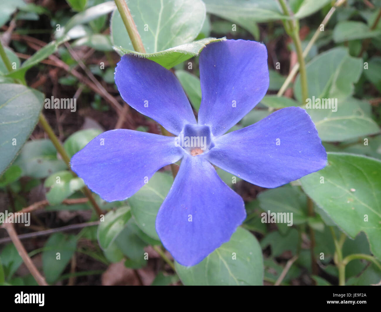 Shaded periwinkle hi-res stock photography and images - Alamy