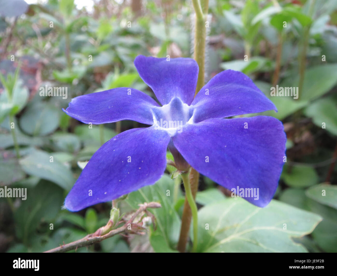 A photograph of Vinca major, commonly known as greater periwinkle ...