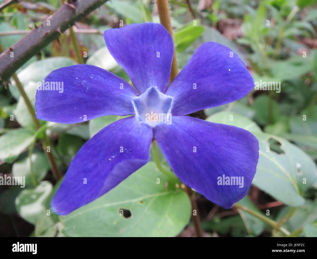 Vinca major, also known as greater periwinkle, is an evergreen ground ...