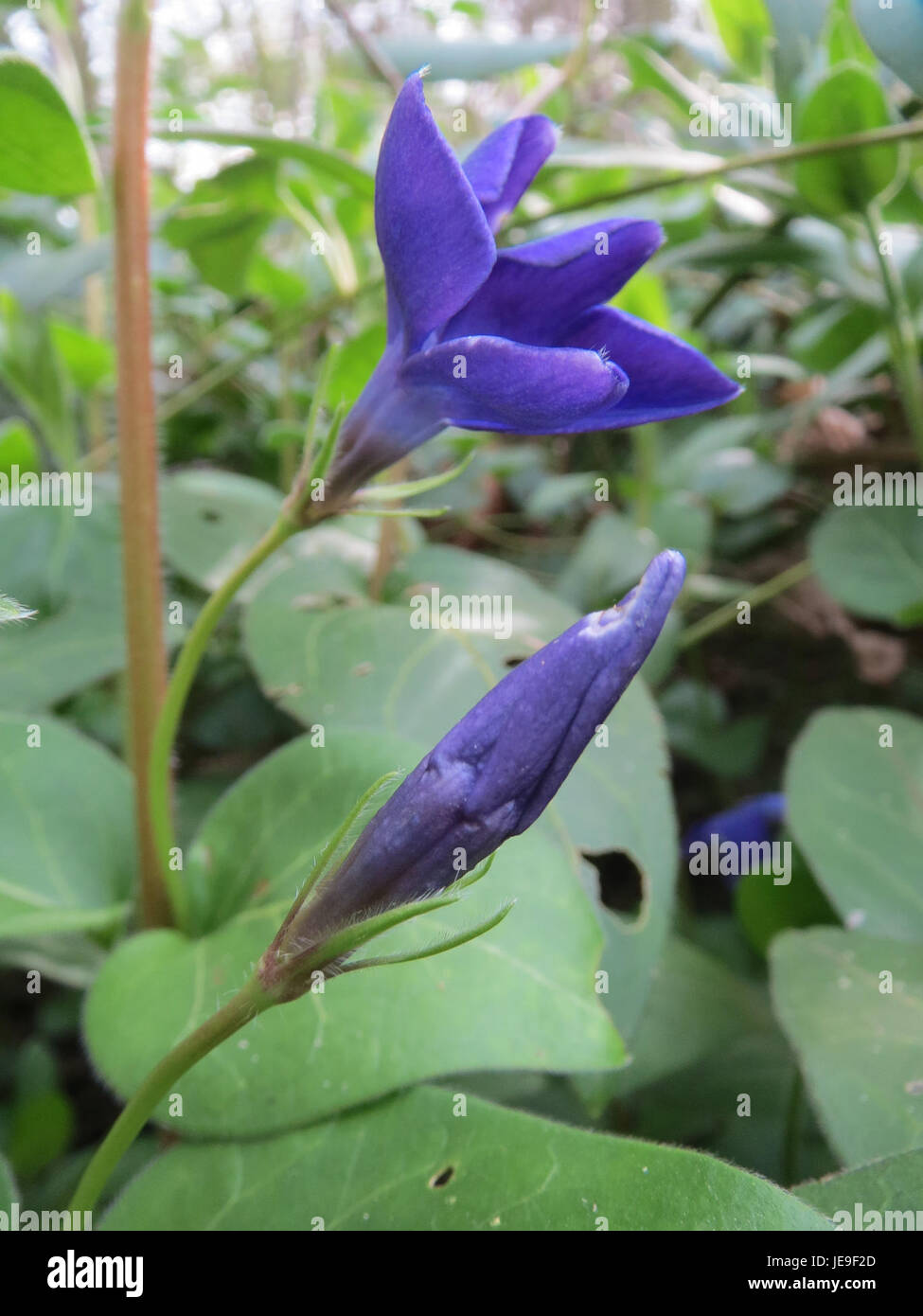 Vinca major, also known as greater periwinkle, is a perennial plant ...