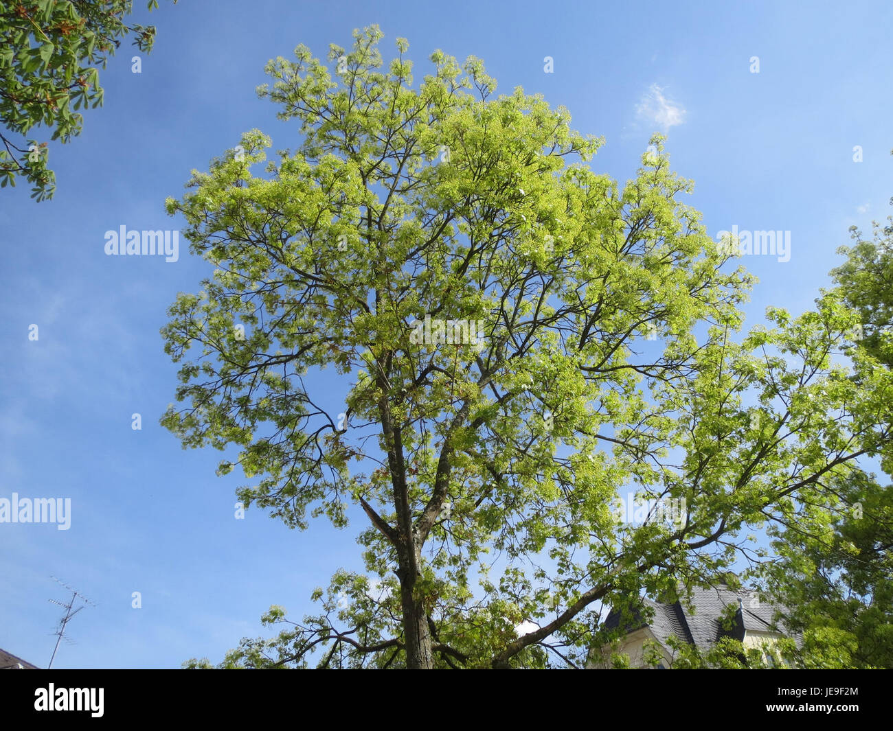 Acer platanoides, commonly known as the Norway maple, is a species of ...