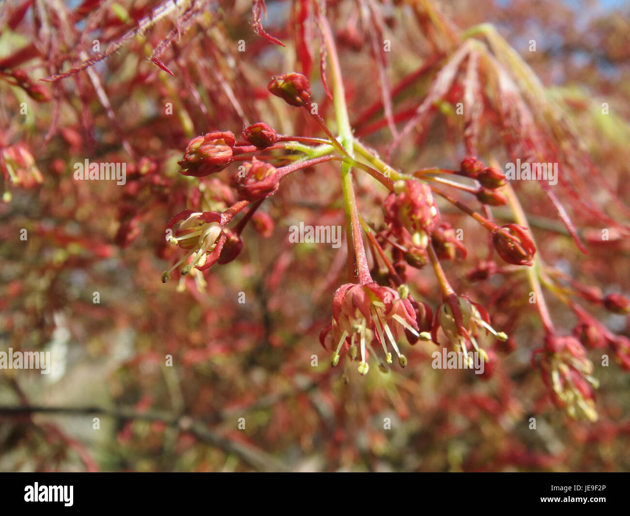 Acer palmatum, commonly known as Japanese maple, is a popular ...