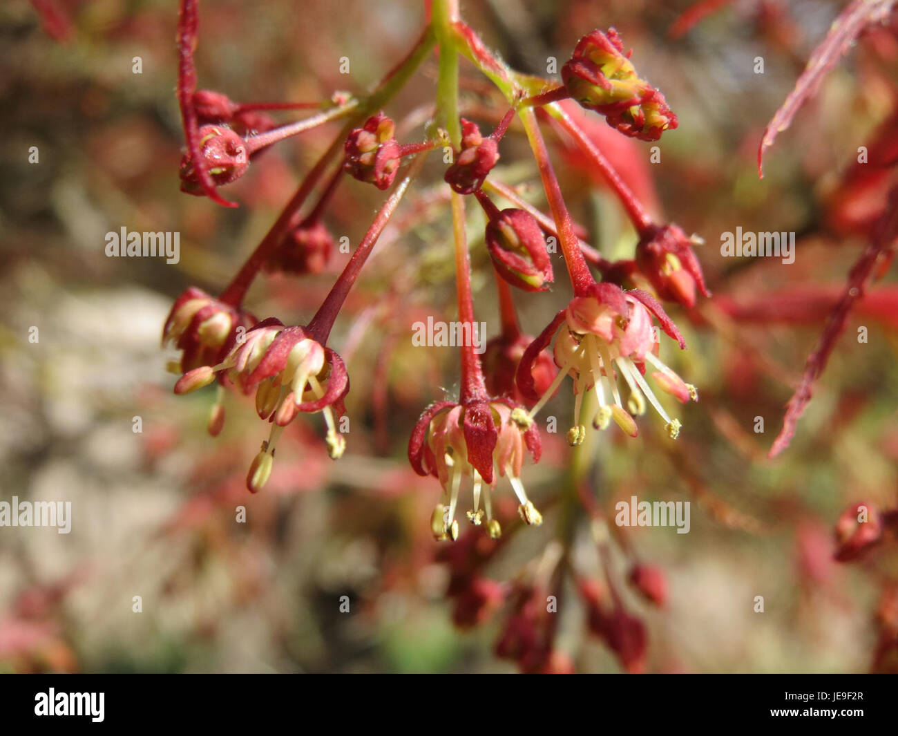A photograph showcasing various cultivars of Acer palmatum, commonly ...