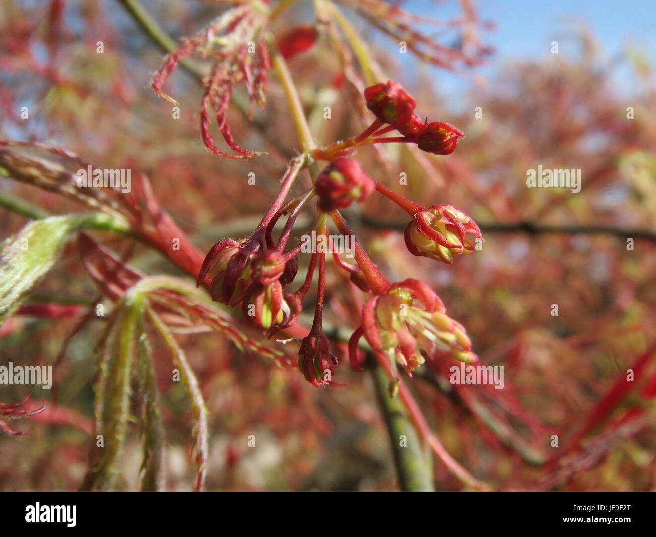 Acer palmatum commonly known japanese hi-res stock photography and ...