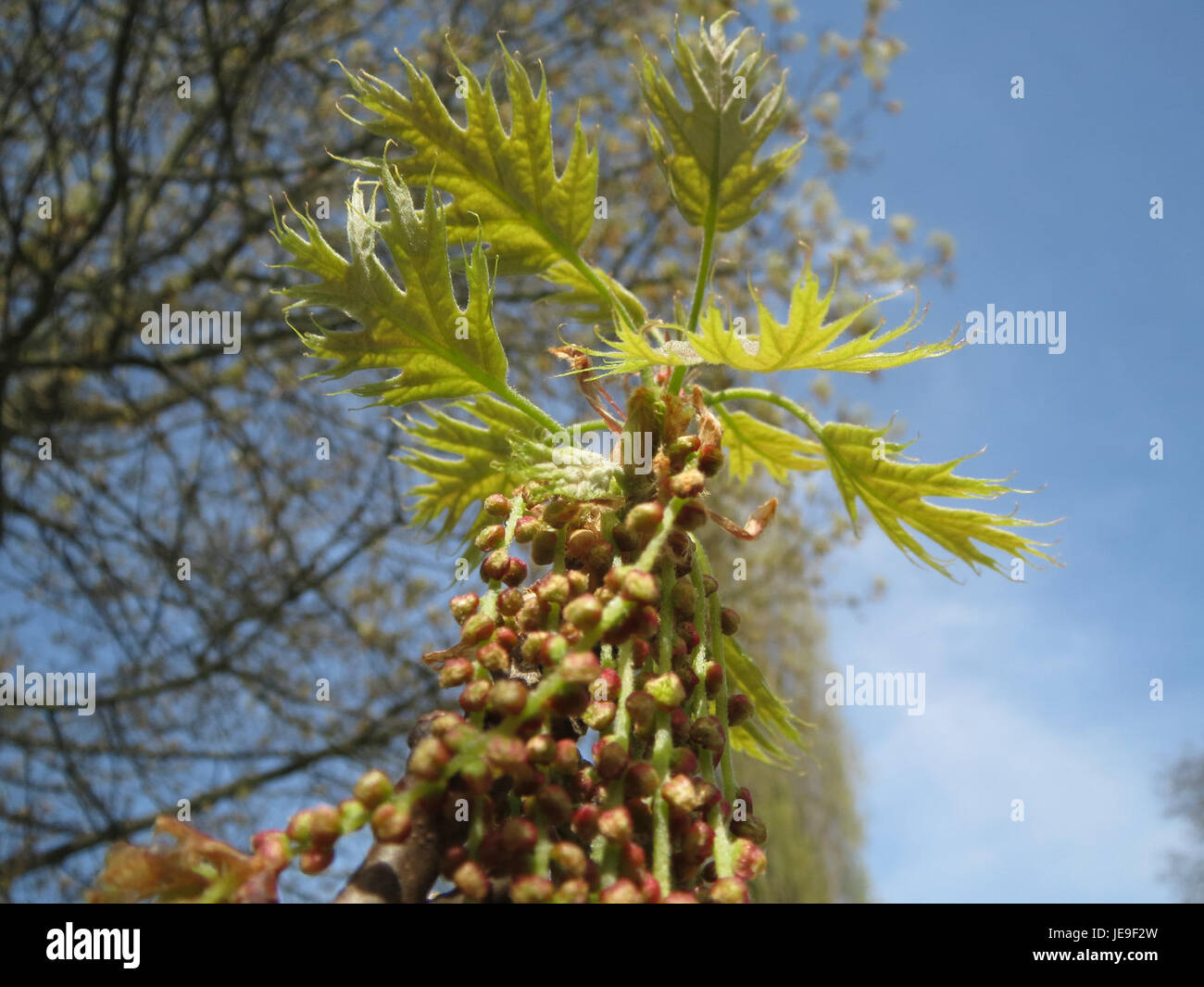Quercus rubra, commonly known as the northern red oak, is a large ...