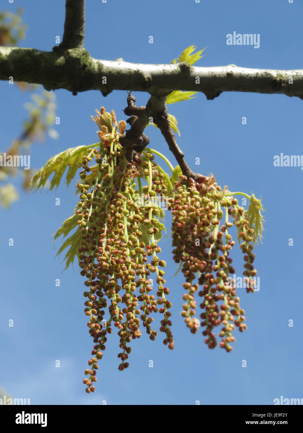 A photograph of Quercus rubra, commonly known as the northern red oak ...