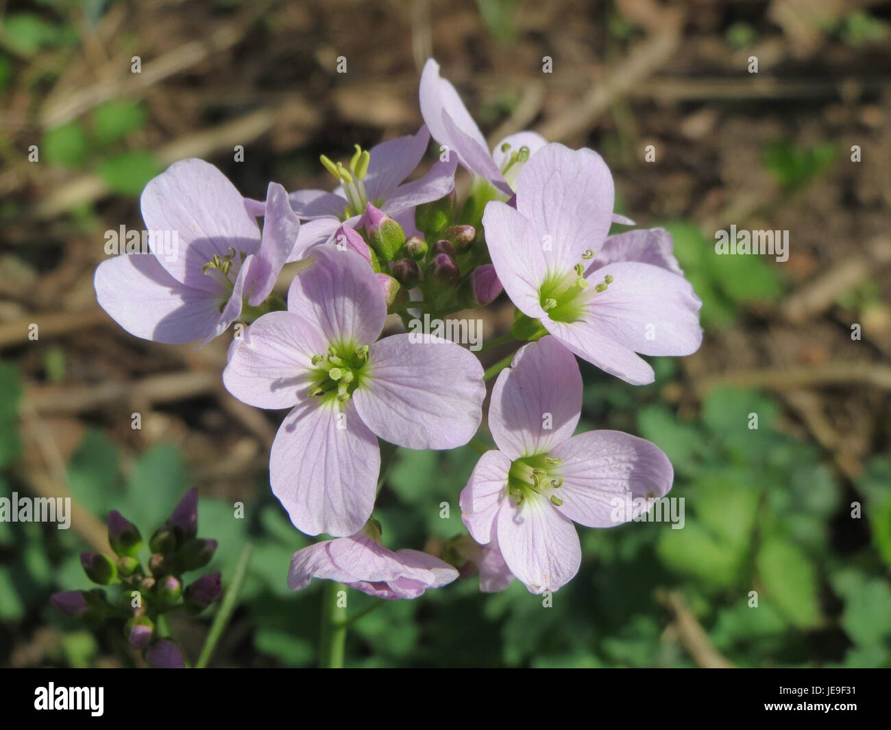 This image shows Cardamine pratensis, also known as the cuckoo flower ...