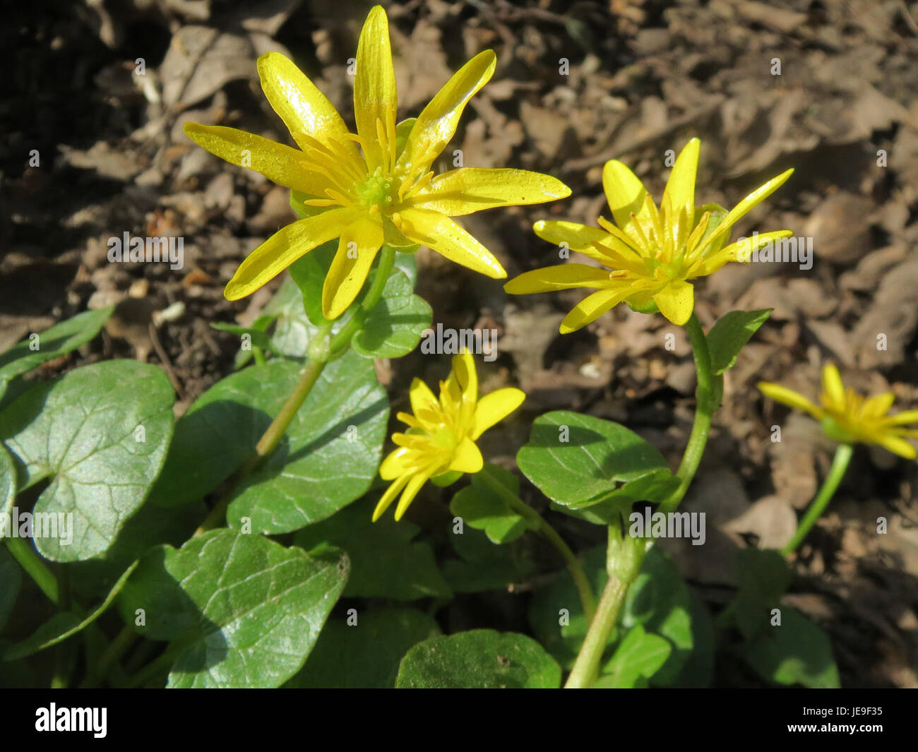 Ficaria verna, commonly known as lesser celandine, is a perennial plant ...
