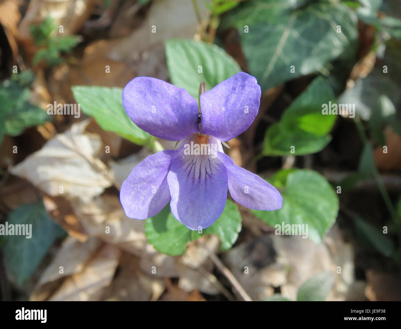 Viola reichenbachiana, commonly known as early dog violet, observed on ...