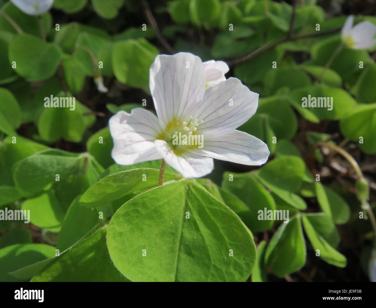 Clover shaded leaves hi-res stock photography and images - Alamy