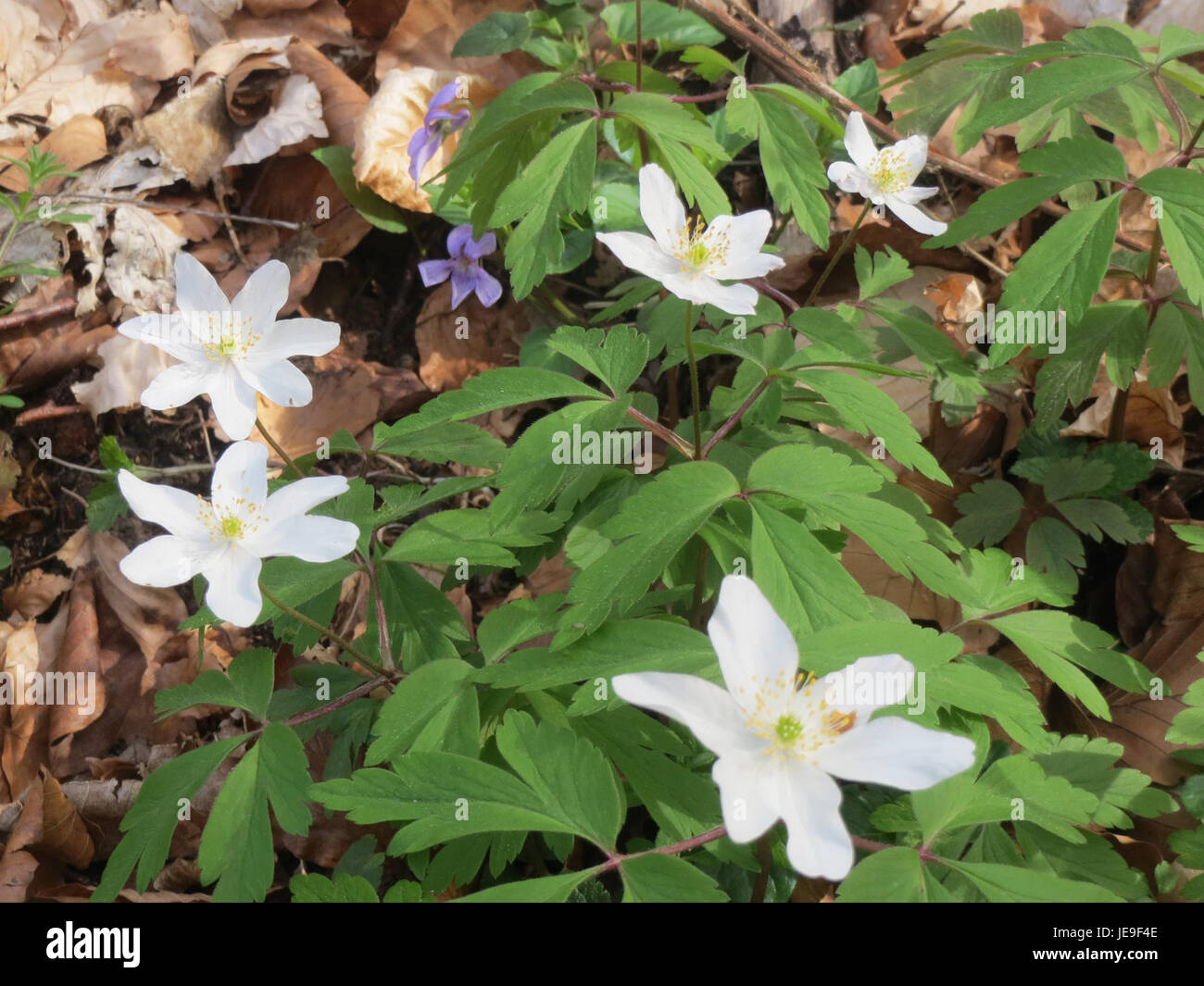 White flowers anemone nemorosa hi-res stock photography and images - Alamy