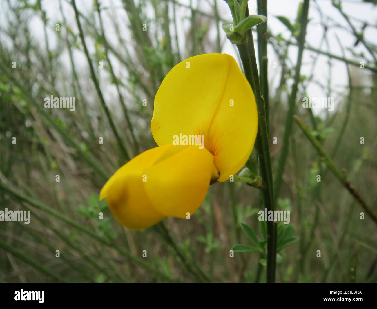 Cytisus scoparius, commonly known as broom, is a flowering shrub native ...