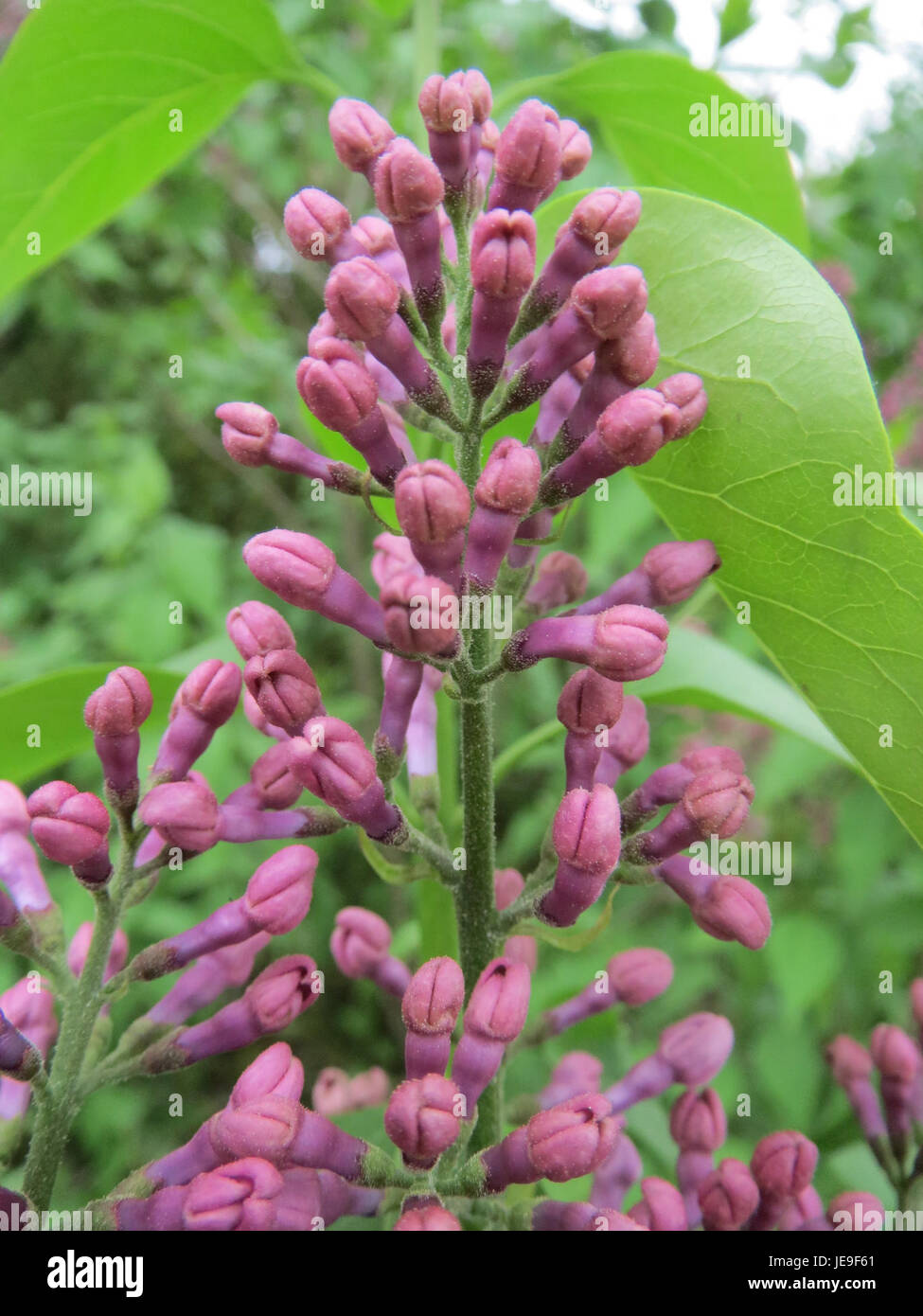 Syringa vulgaris, commonly known as the lilac, is a deciduous shrub ...