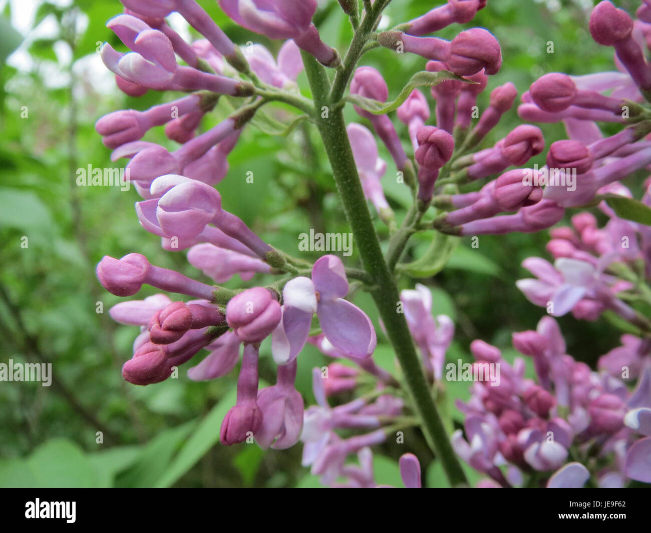 Syringa vulgaris, commonly known as lilac, was photographed on April 5 ...