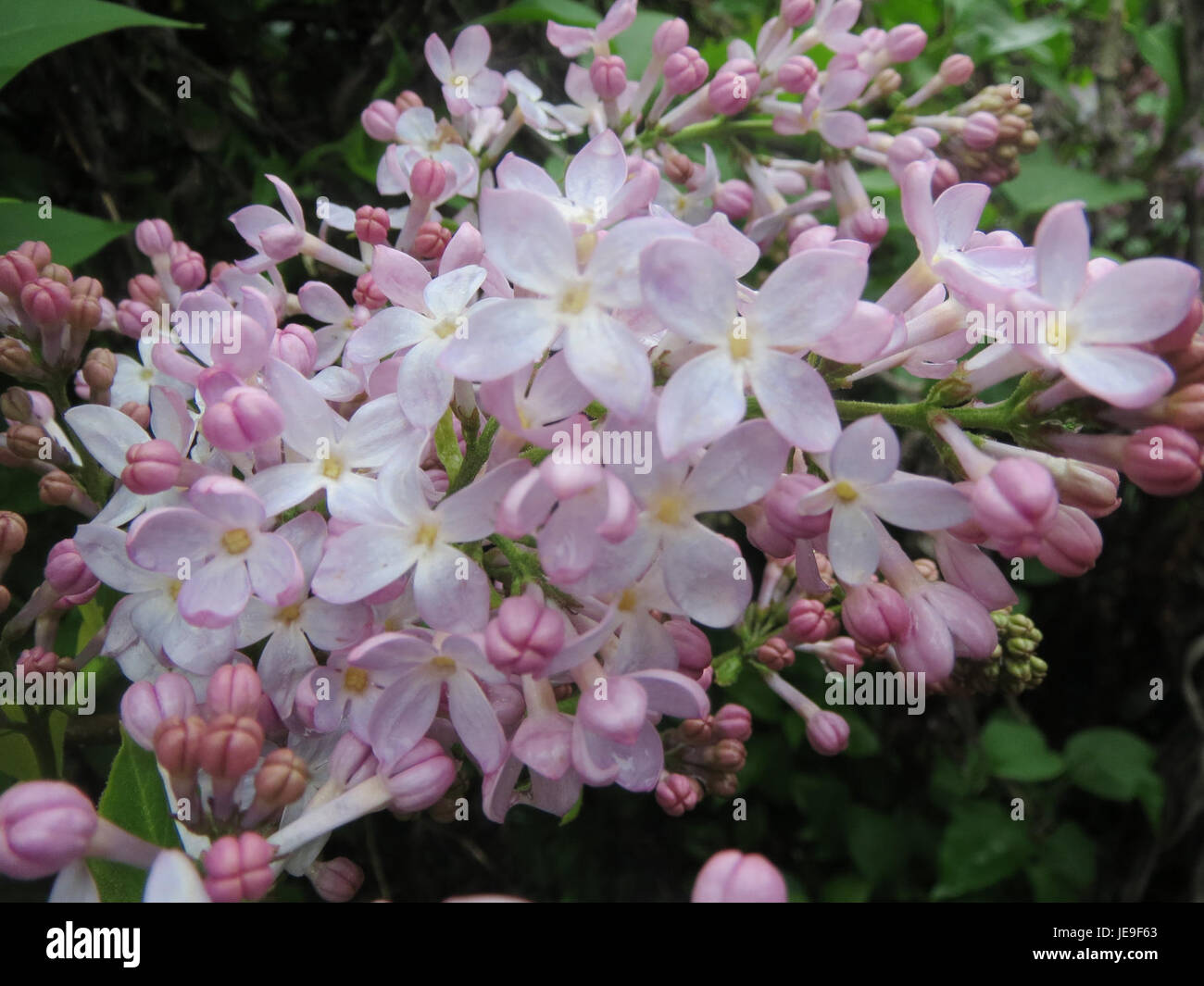Syringa vulgaris, commonly known as the common lilac, is a flowering ...