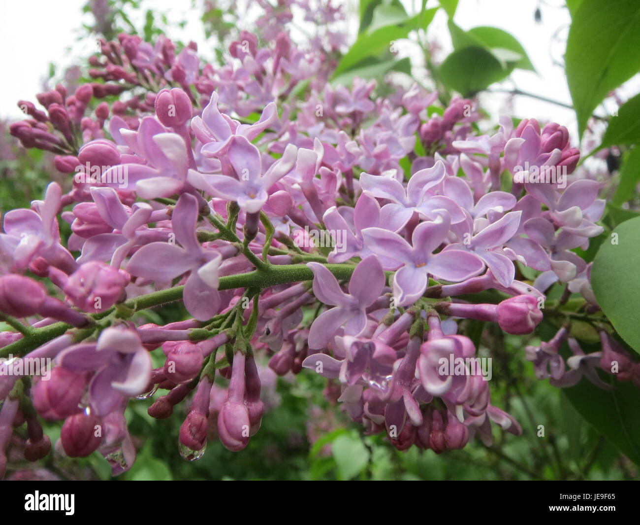 The image shows Syringa vulgaris, commonly known as lilac. This ...
