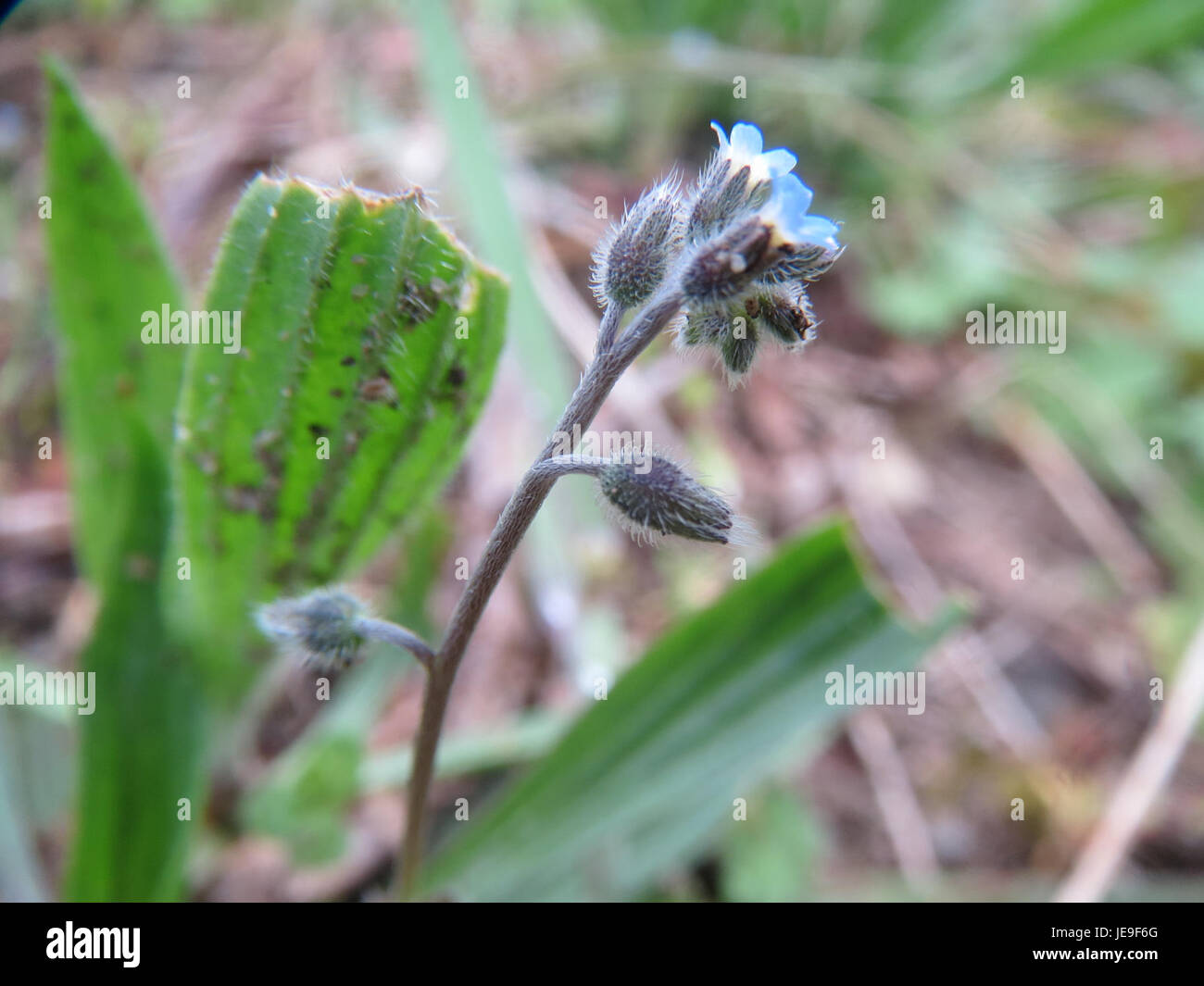 'Myosotis stricta', commonly known as blueweed or strict forget-me-not ...