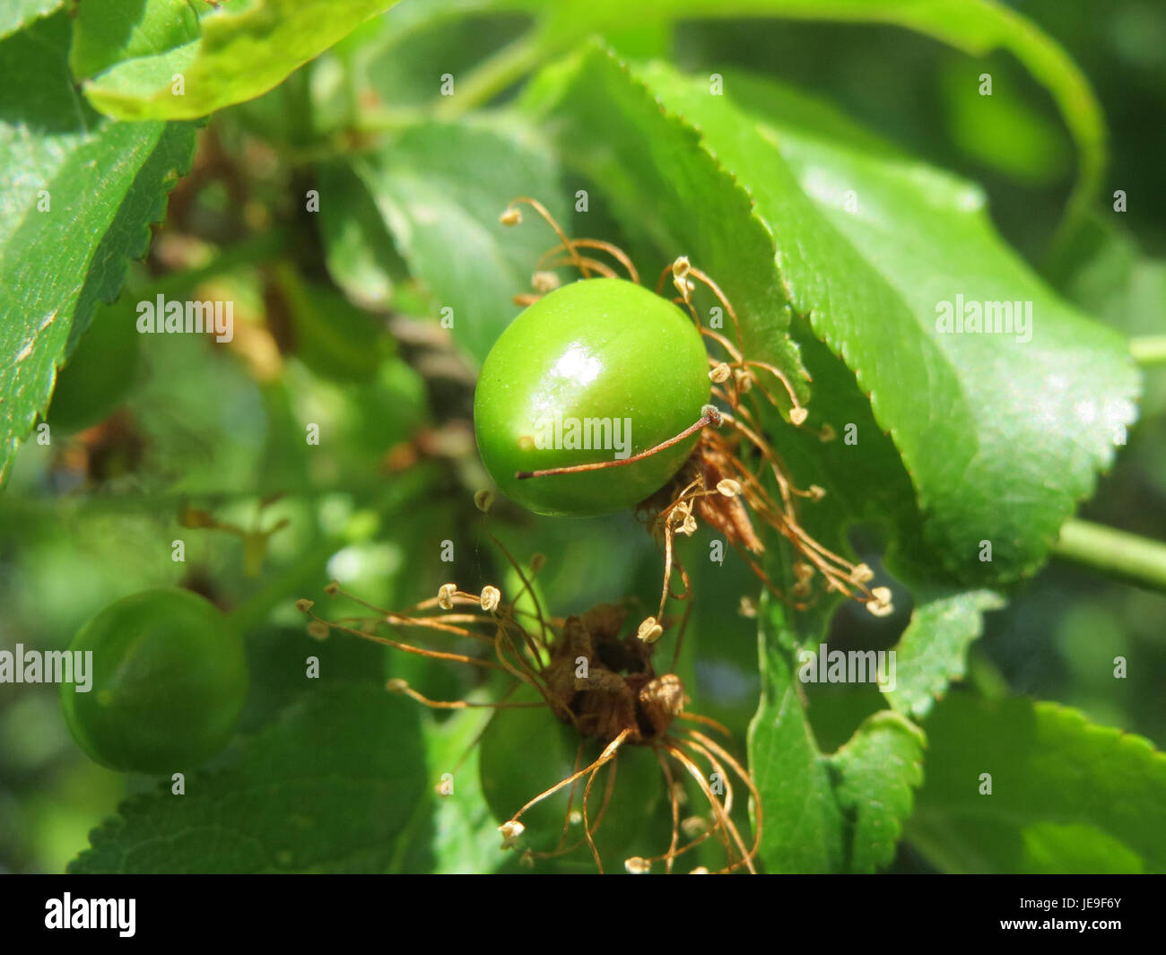 This photograph from April 6, 2014, features Prunus cerasifera ...
