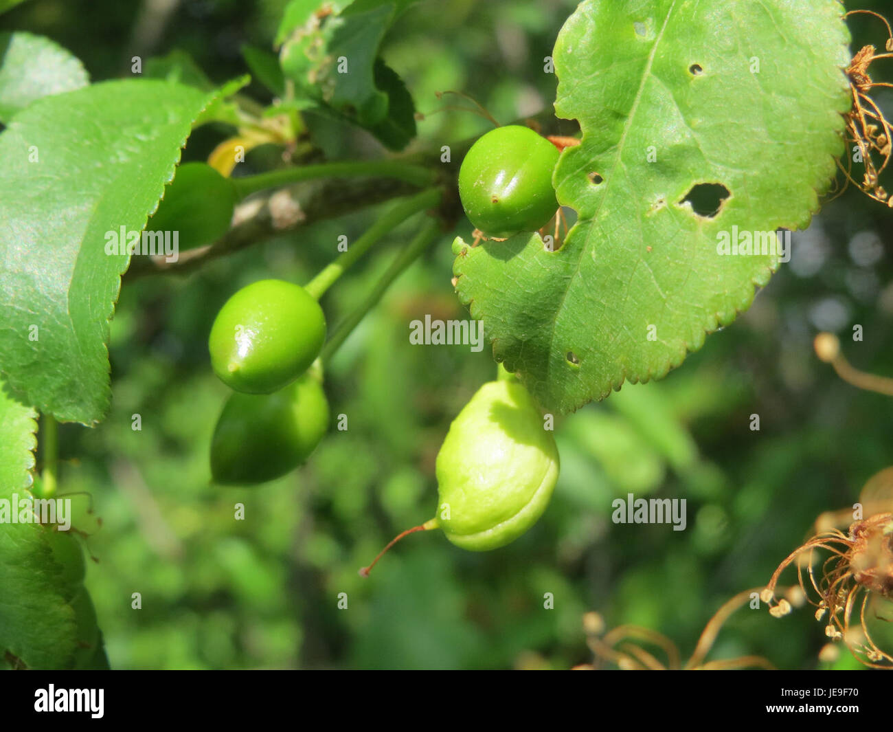 Prunus cerasifera, commonly known as the cherry plum, is a small ...