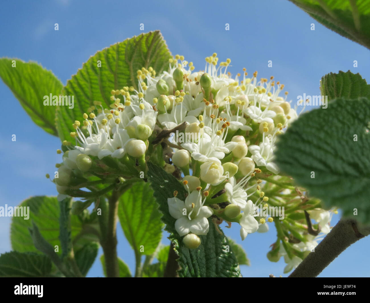 Viburnum lantana, commonly known as Wayfaring Tree, is a species of ...
