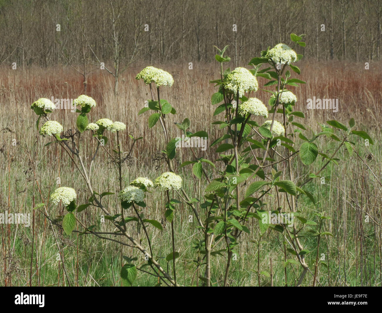 White flowers wayfaring tree hi-res stock photography and images - Alamy