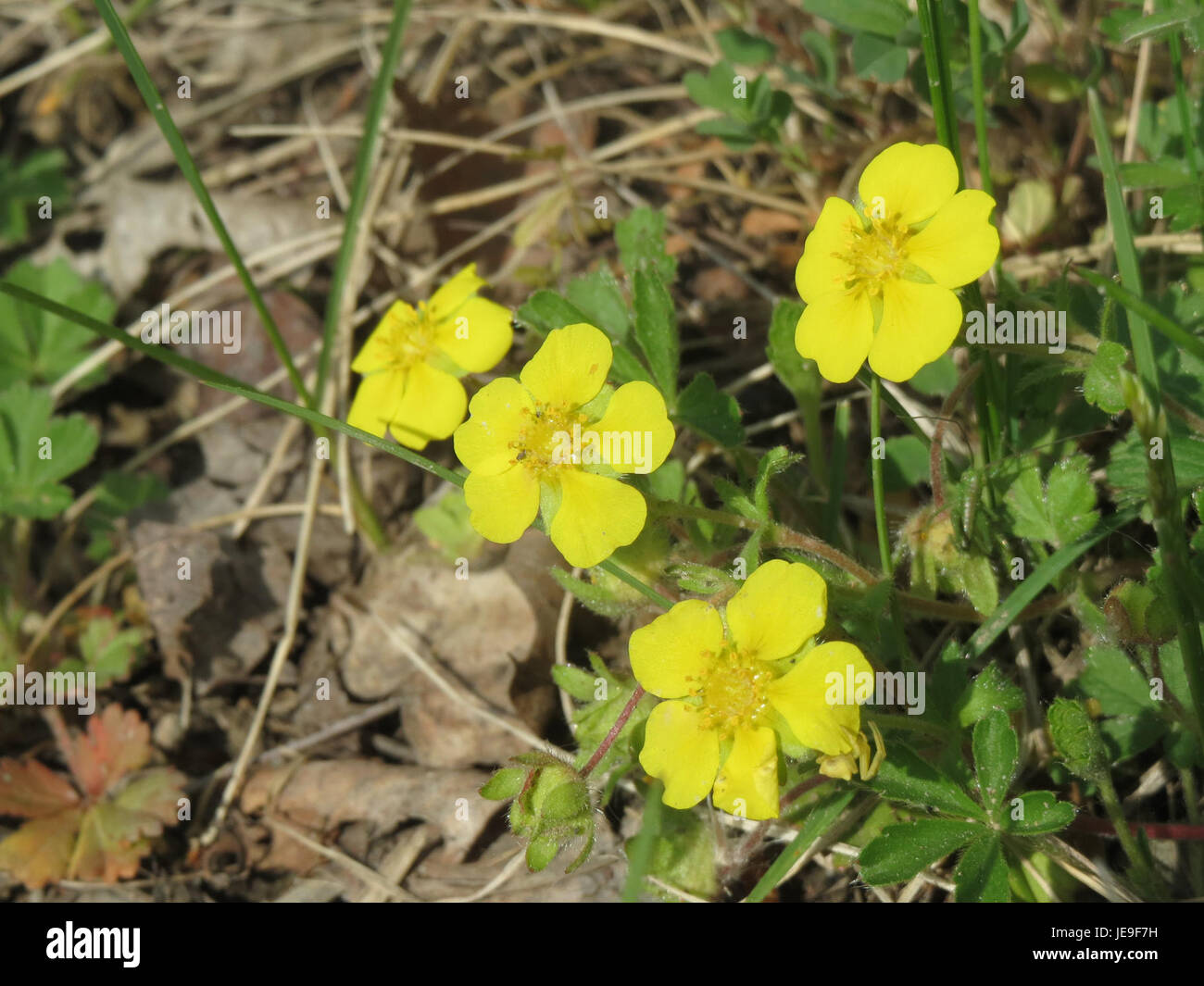 Potentilla neumanniana, or Neumann's cinquefoil, is a perennial plant ...