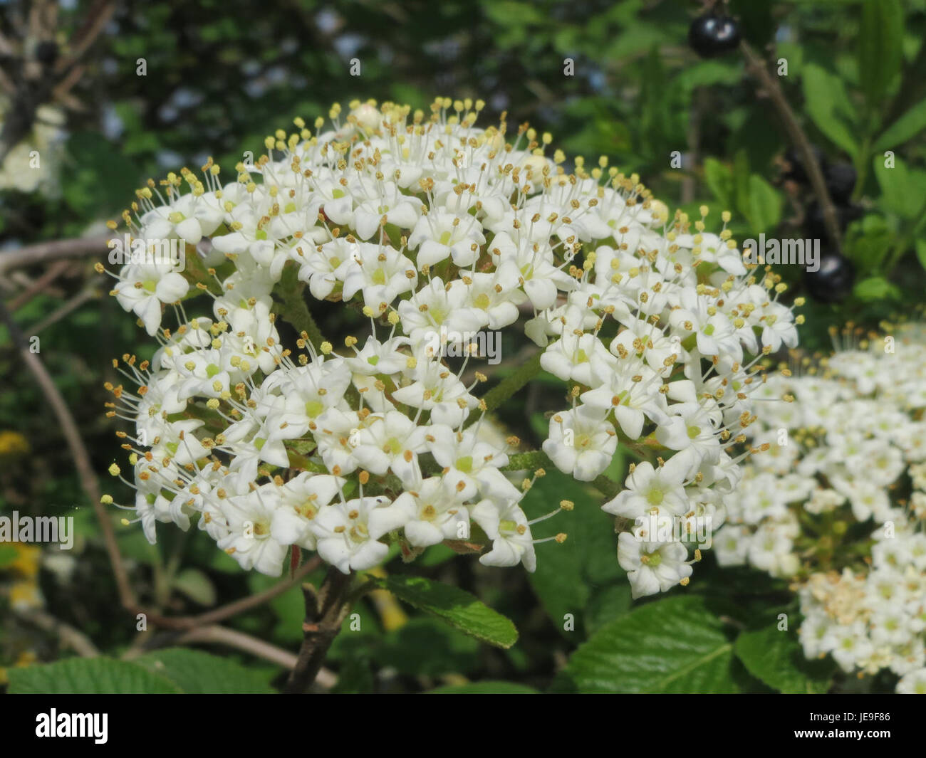 A photograph showing Viburnum lantana, also known as wayfaring tree, in ...