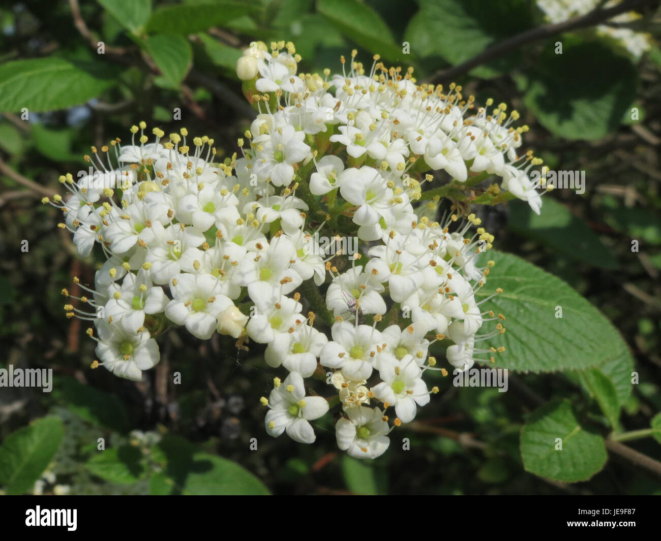 Viburnum shrub hi-res stock photography and images - Alamy