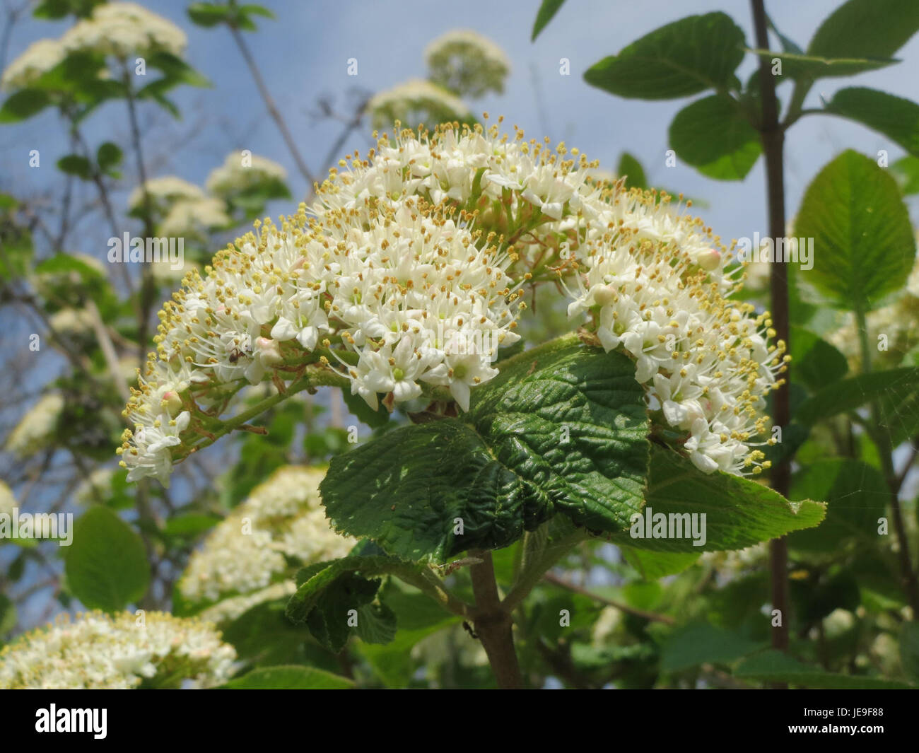 This image features Viburnum lantana, commonly known as wayfaring tree ...