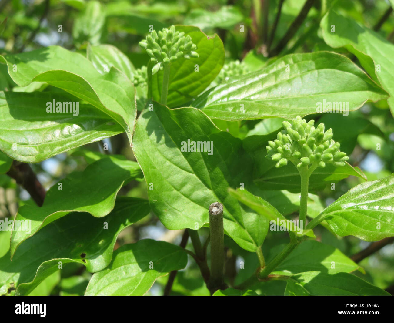 A photo of Cornus sanguinea, also known as dogwood, taken on April 6 ...