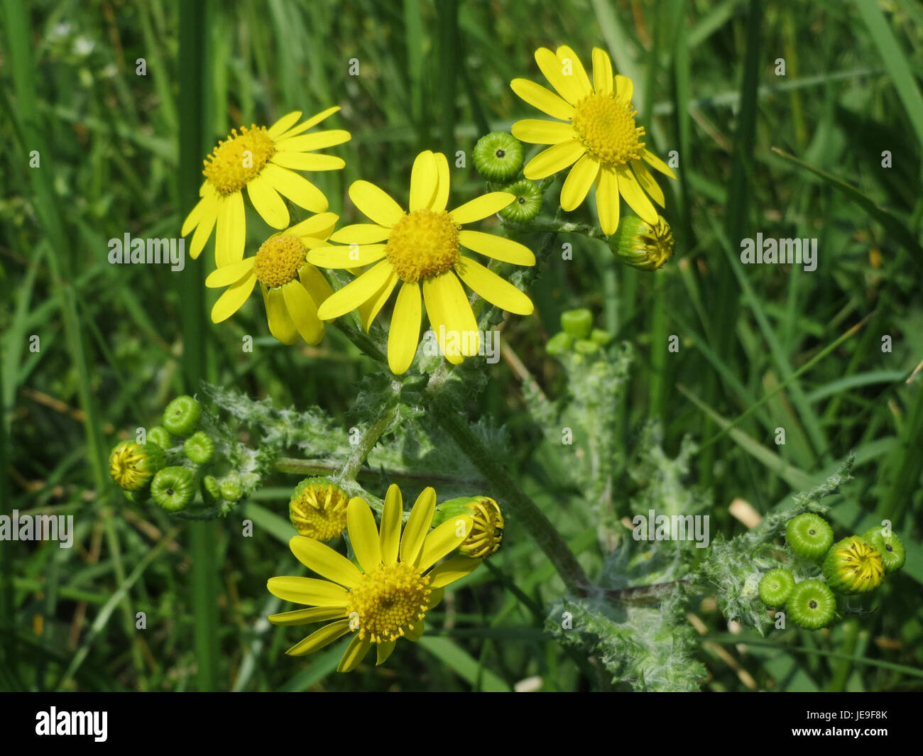 Yellow flowers senecio vernalis hi-res stock photography and images - Alamy
