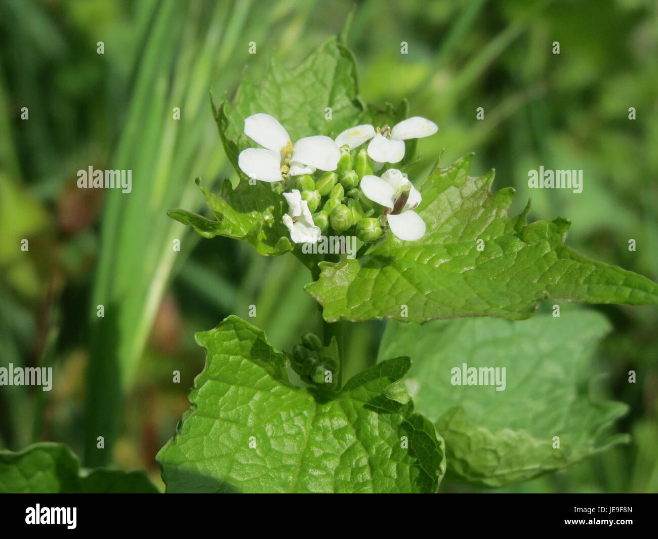 Alliaria petiolata, also known as garlic mustard, is an invasive plant ...