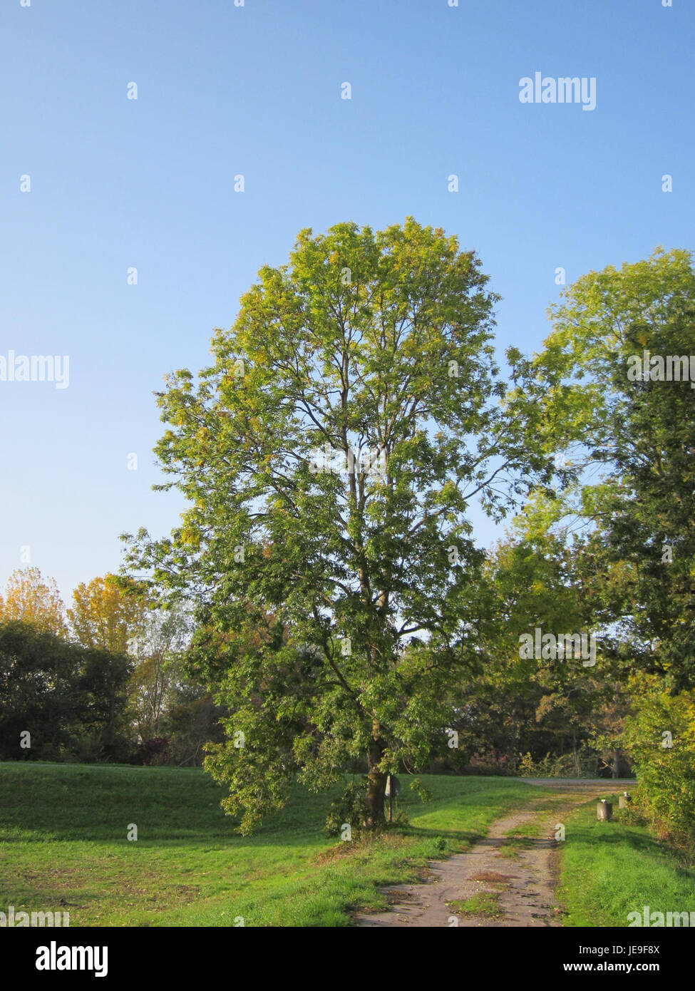 This photograph, taken on October 21, 2012, shows Alte Landstrasse, an ...