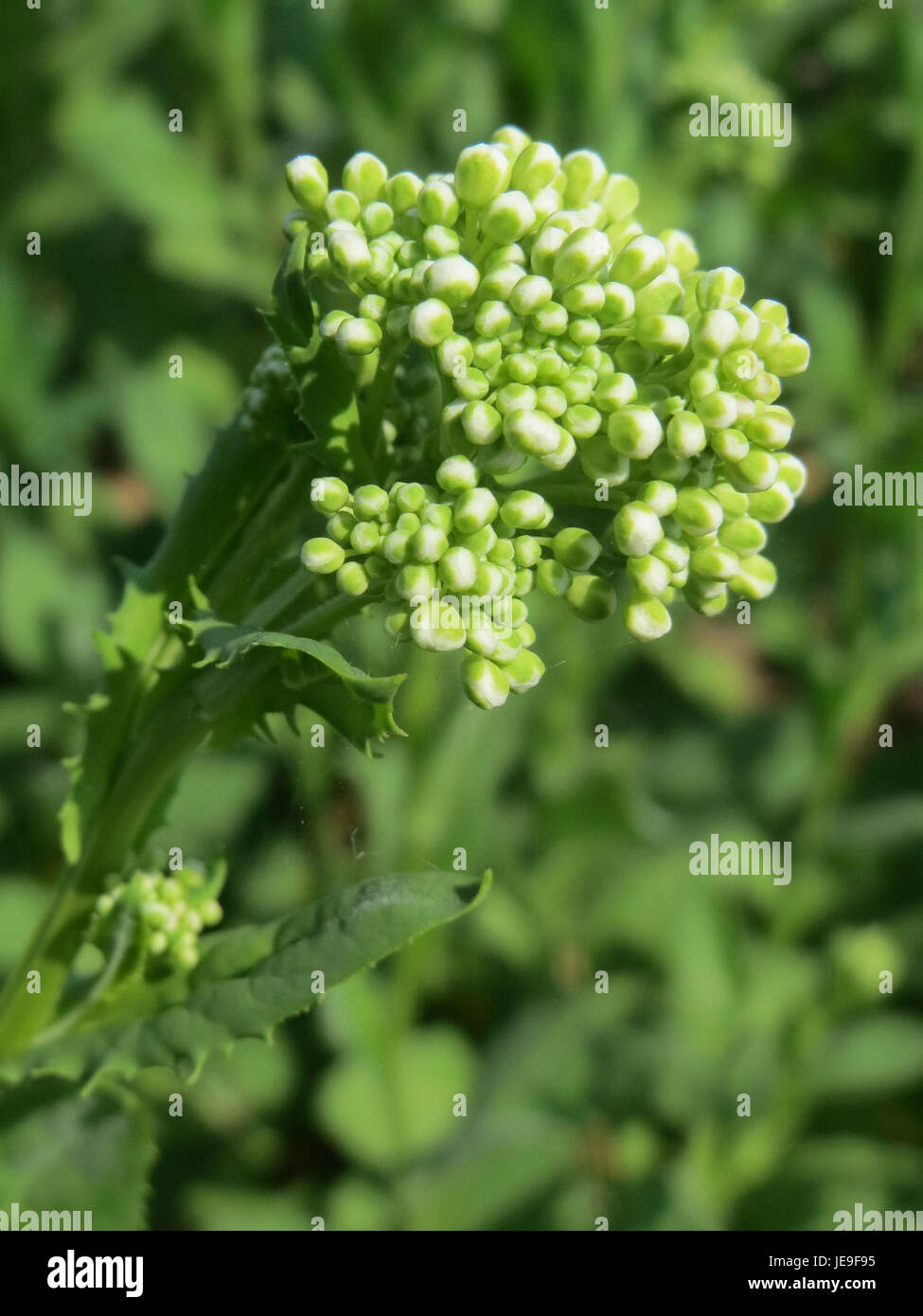 Lepidium draba, commonly known as hoary cress, is an invasive plant ...