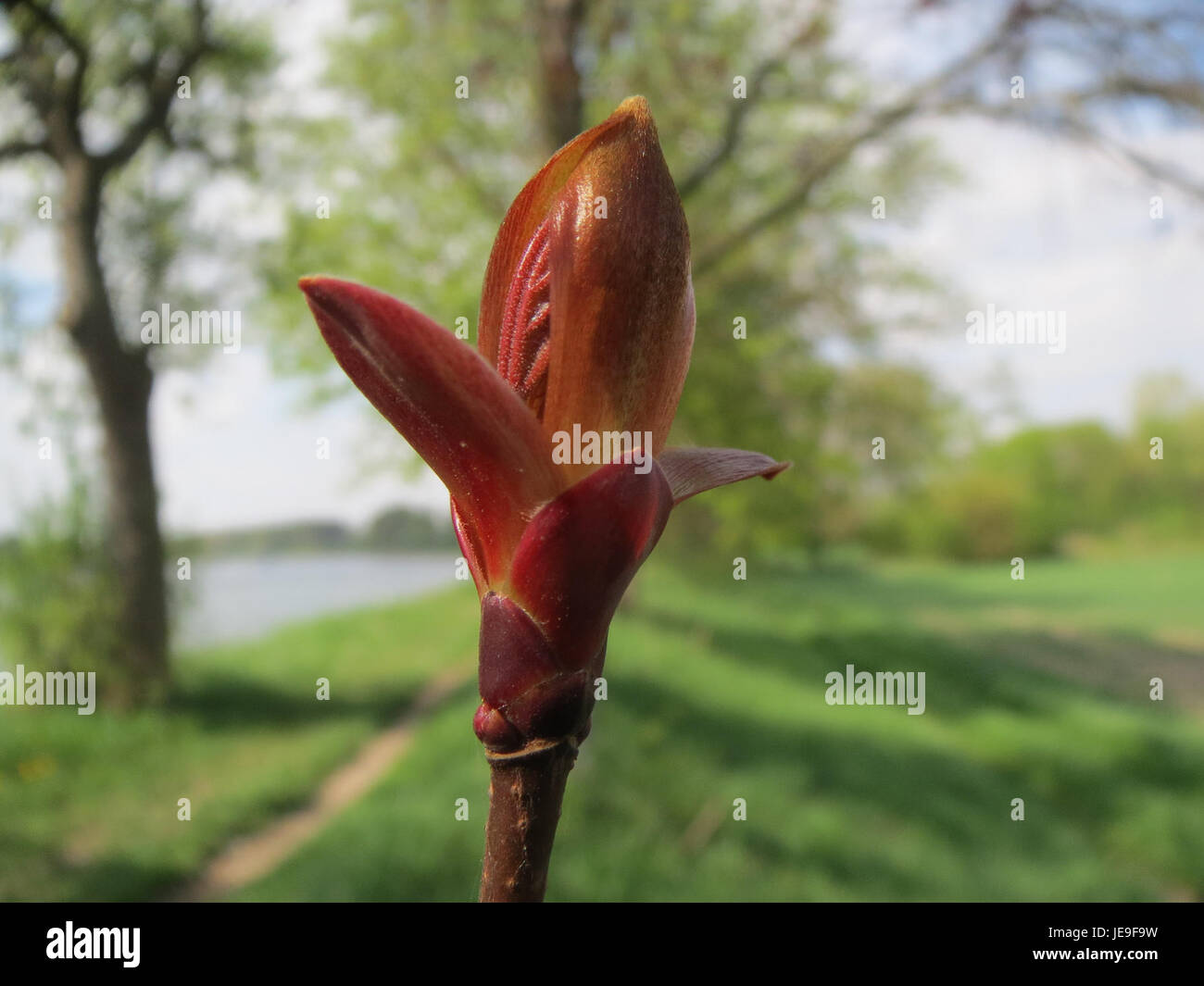 The photograph showcases Ahorn, a species of maple tree, located in ...