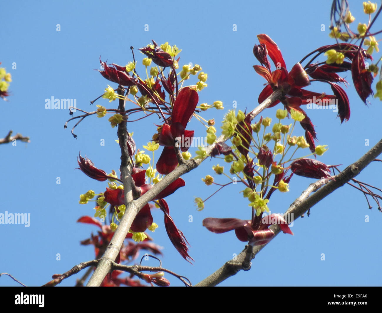 Maple syrup benefits hi-res stock photography and images - Alamy