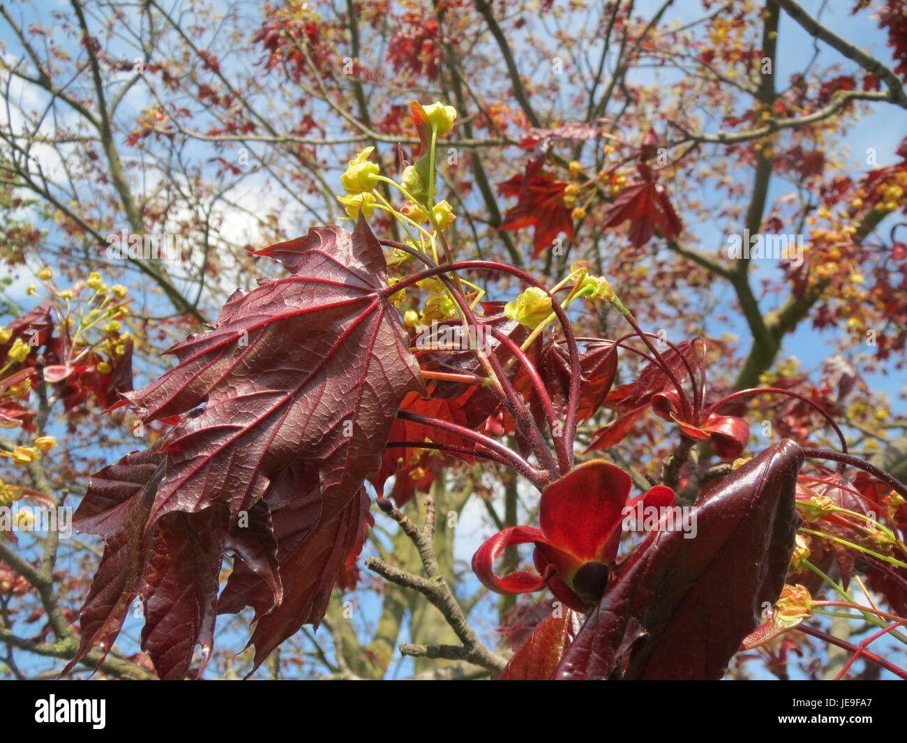 The image depicts a tree, identified as an Acer (maple), located in ...