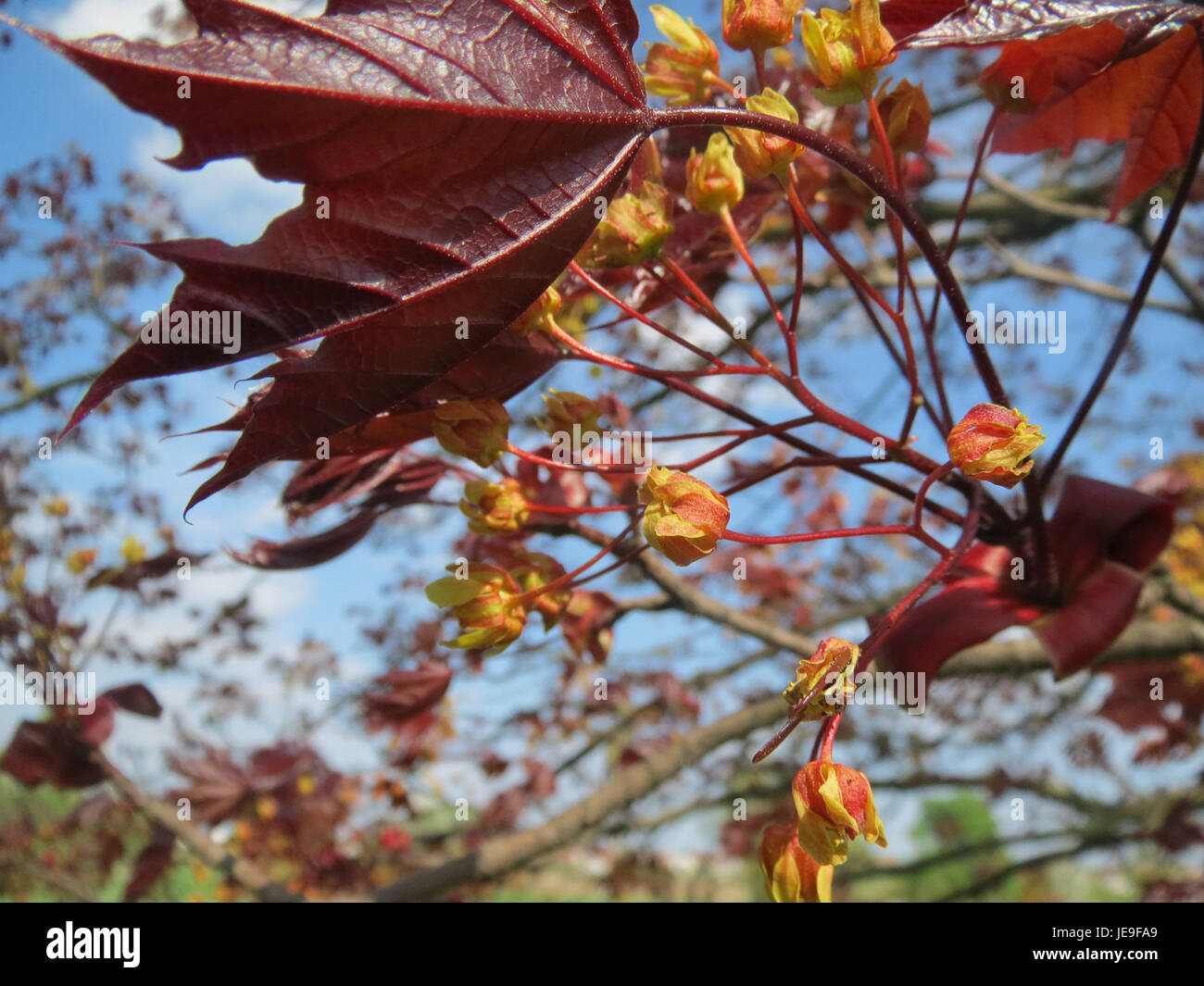 Photograph of an Acer species (maple) tree in Altlussheim, Germany ...